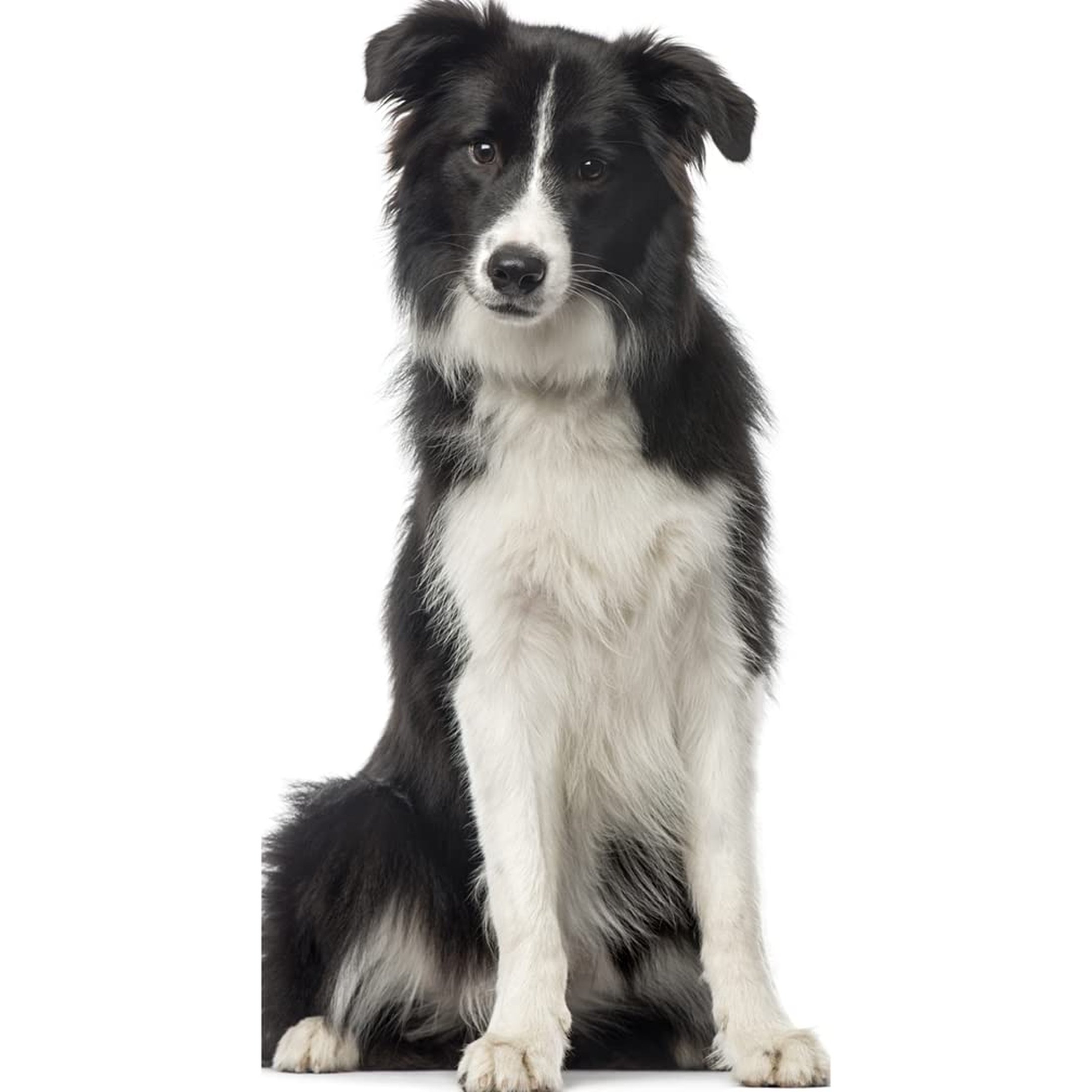 Collie Companion Cardboard Cutout - Life-Size Standee for Dog Lovers ...
