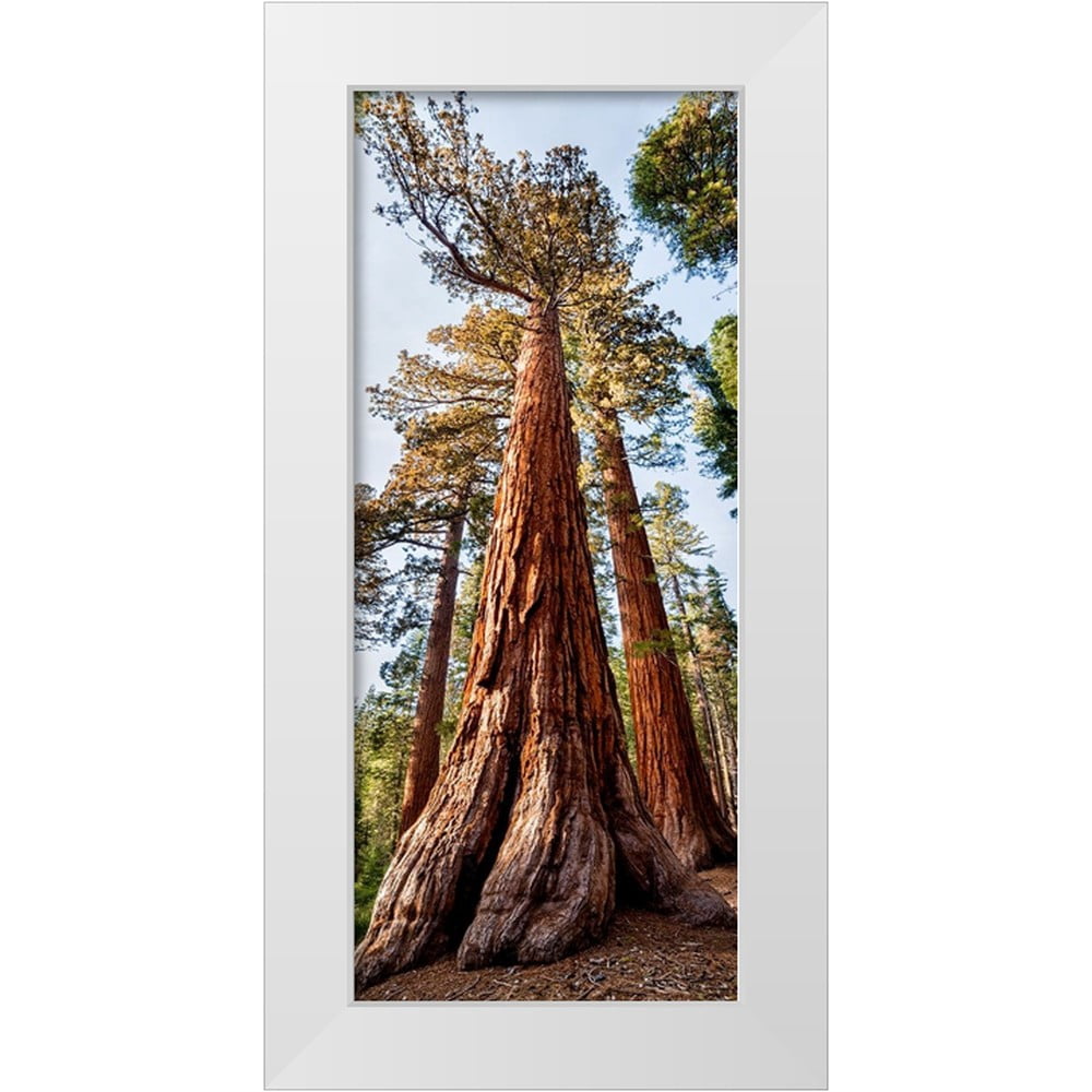 Collins, Ann 16x32 White Modern Wood Framed Museum Art Print Titled ...