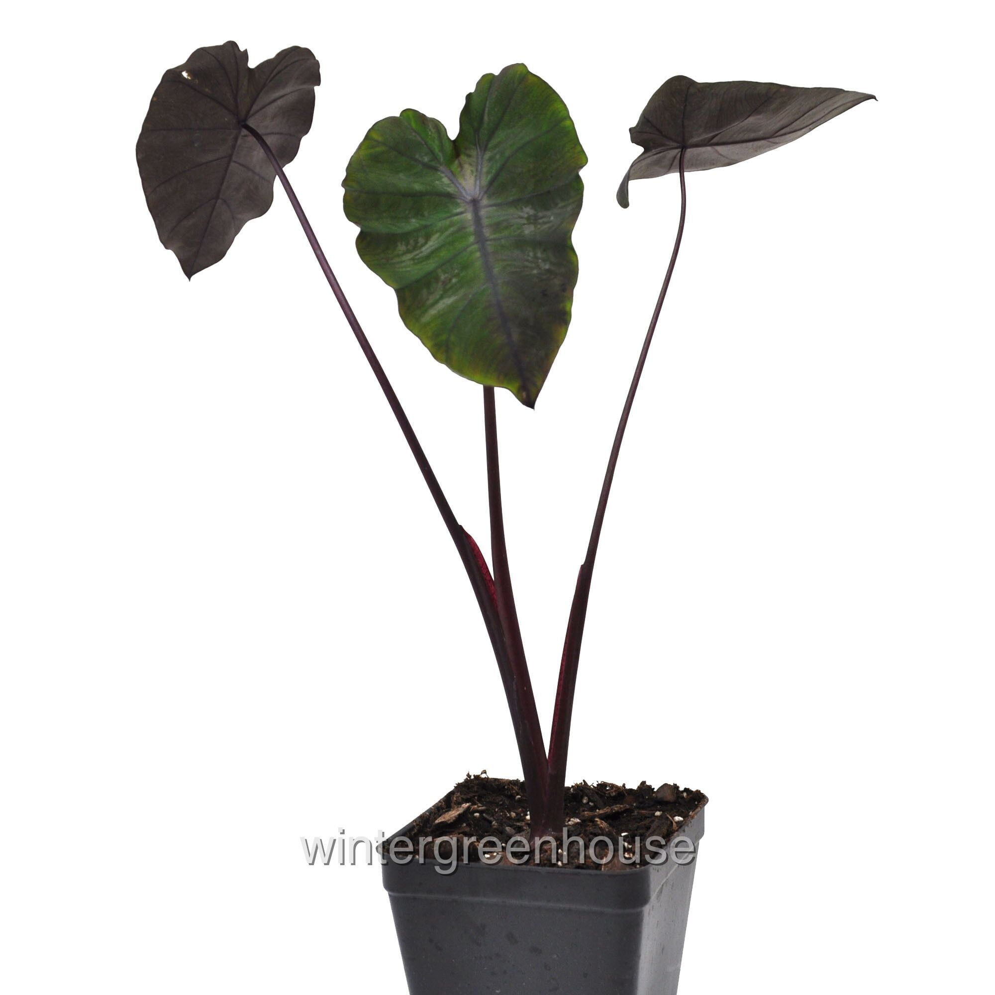 Winter Greenhouse Colocasia, Redemption, Elephant Ears 4'' Pot ...
