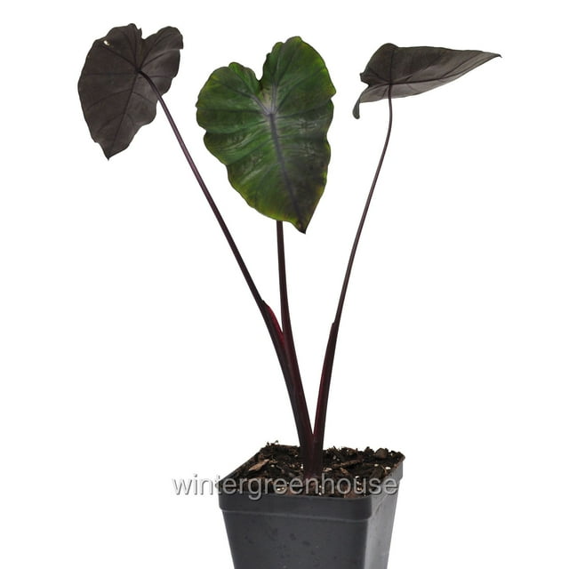 Winter Greenhouse Colocasia, Redemption, Elephant Ears 4'' Pot ...