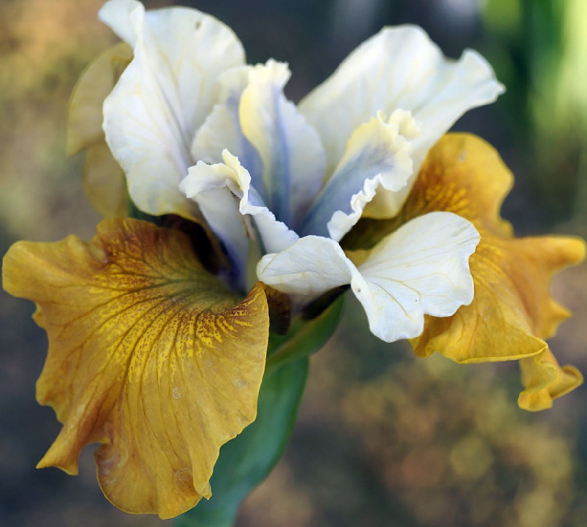 Colonel Mustard Siberian Iris - Naturalizes Well - 4" Pot - Walmart.com