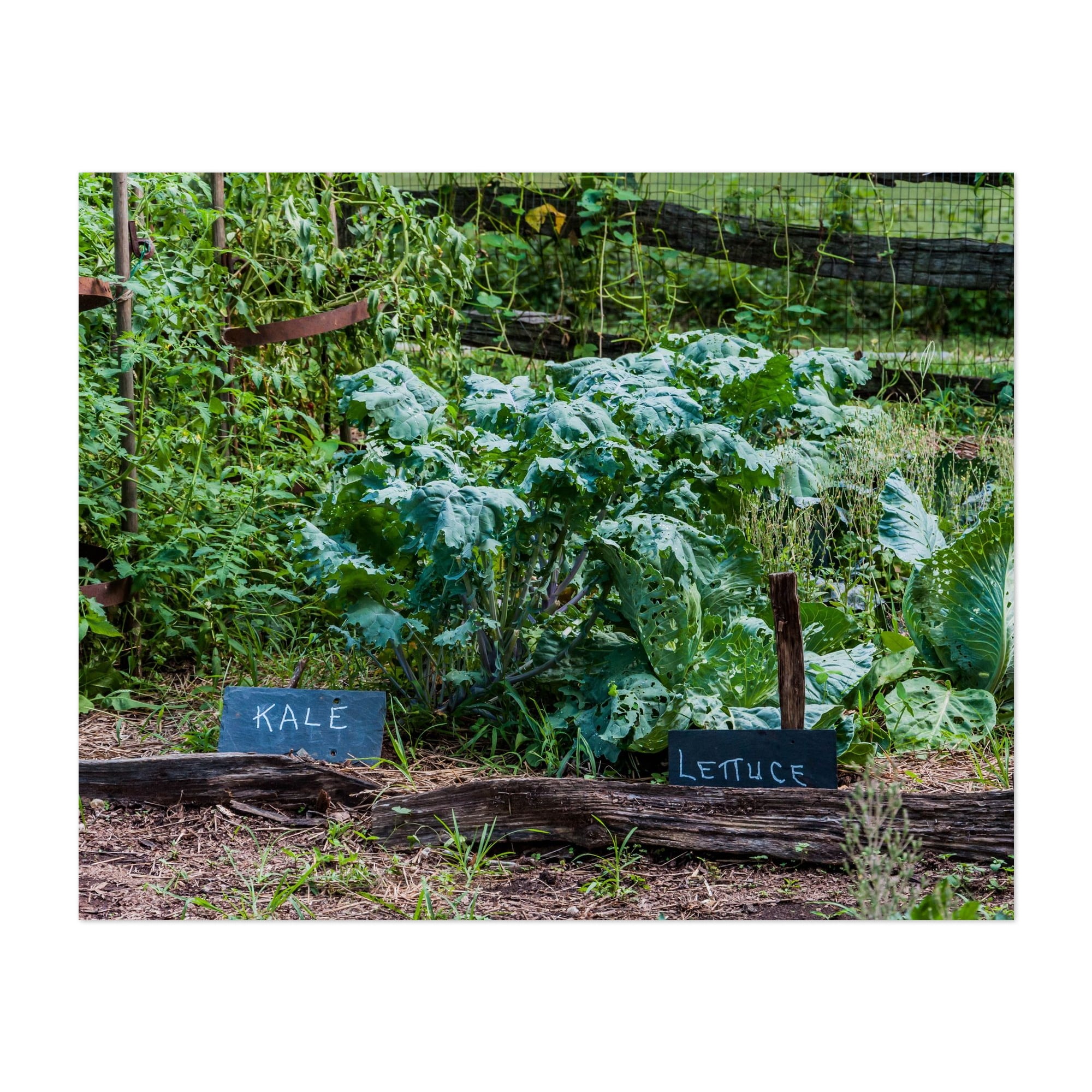 Colonial Garden - Harpers Ferry West Virginia Photography Garden ...