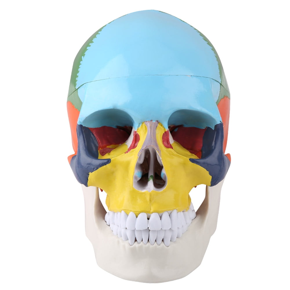Color Coded Adult Human Skull Anatomy Model with ID Card for Medical ...