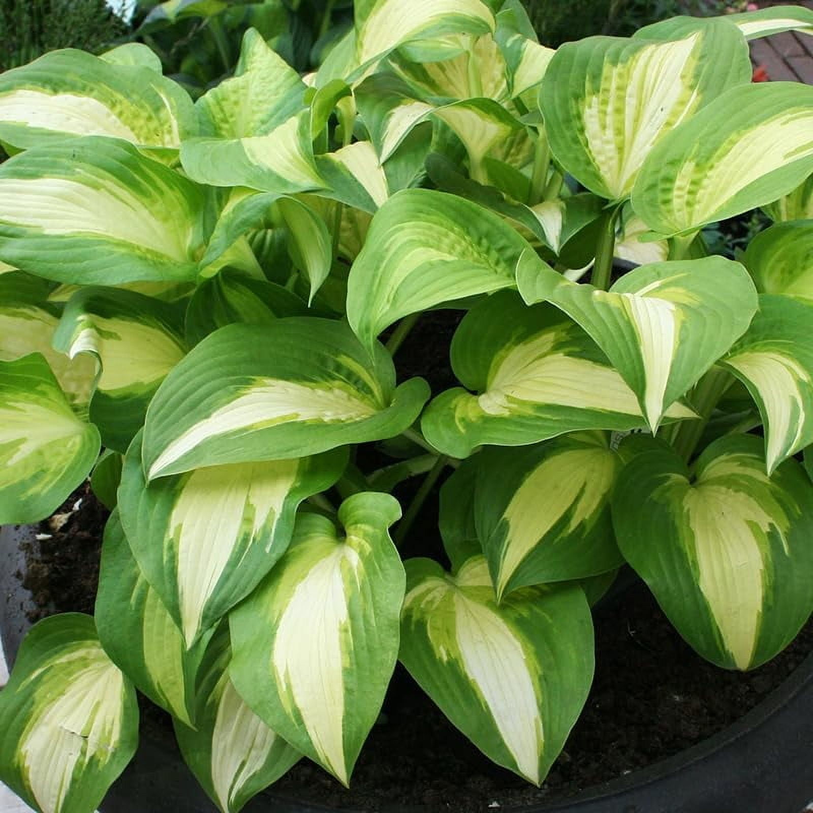 Color Festival Hosta Flower Root - Grows Great in Shade - Attracts ...