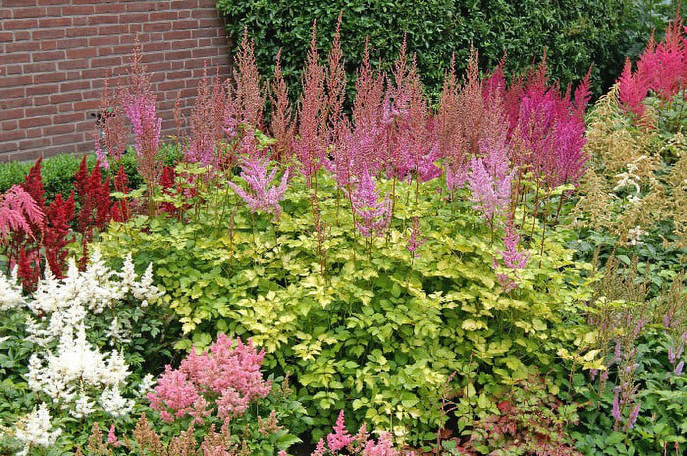 Color Flash® Lime Astilbe - Shade Perennial - Gallon Pot - Walmart.com