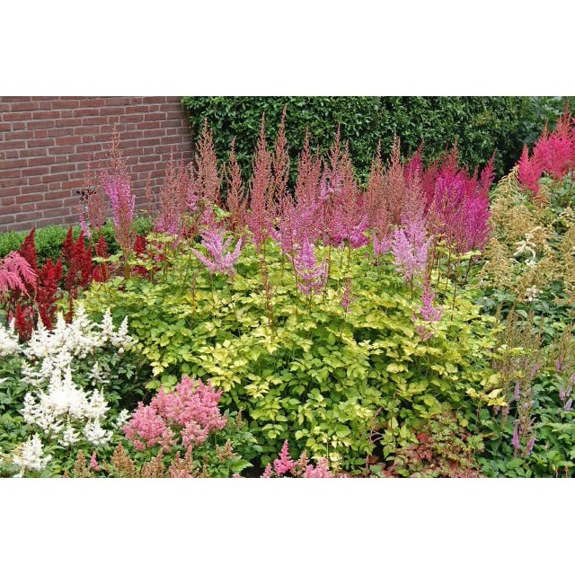 Color Flash® Lime Astilbe - Shade Perennial - Gallon Pot - Walmart.com