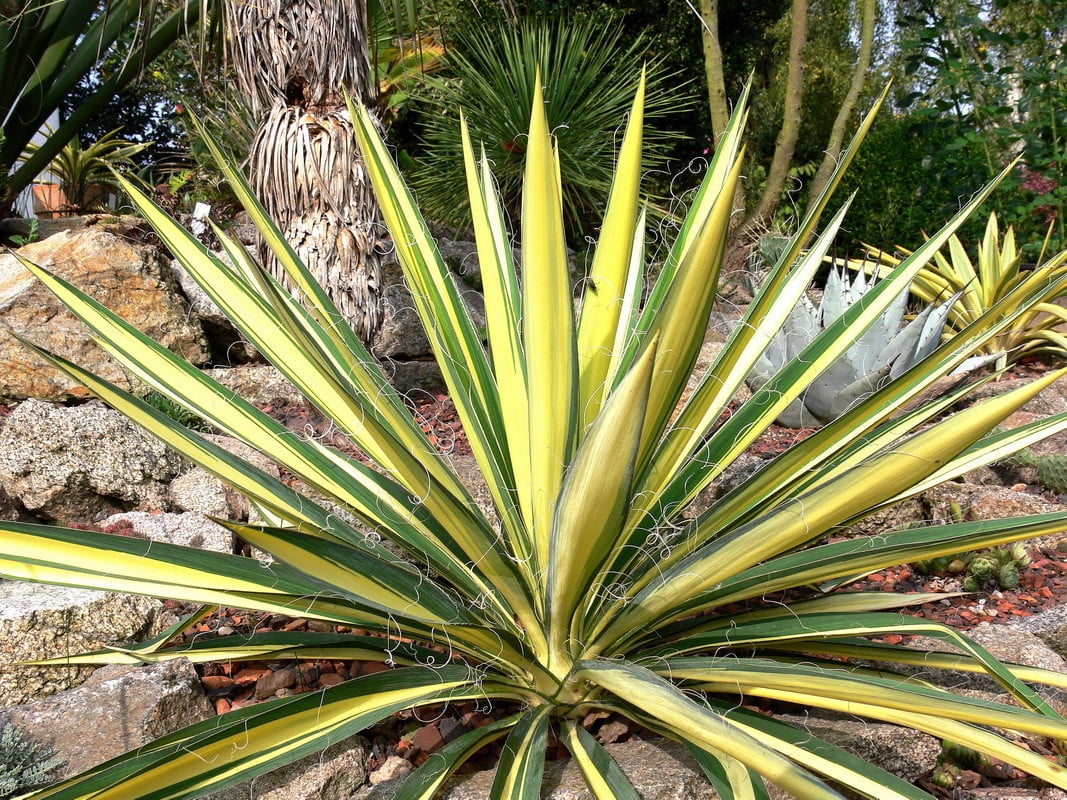 Live Outdoors Color Guard Yucca Plant - Adam's Needle in 2.5" Pot - Low ...