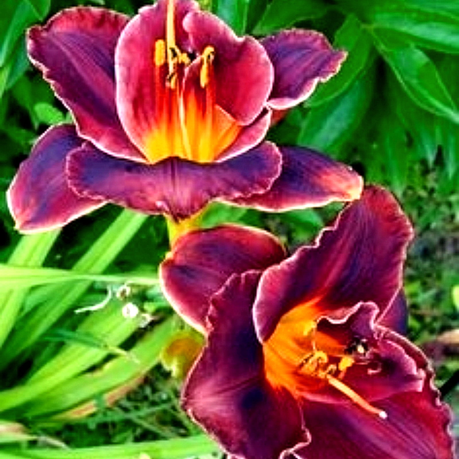 Color Splash Daylily Bulbs – Vibrant Blooms for Sunny Flower Beds & Walkways - Walmart.com