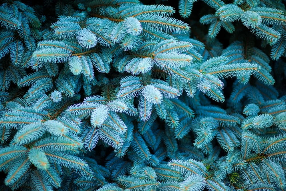 Colorado Blue Spruce Seedlings for Planting - Picea pungens - Evergreen ...