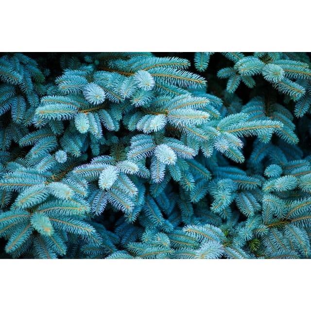 Colorado Blue Spruce Seedlings for Planting - Picea pungens - Evergreen ...