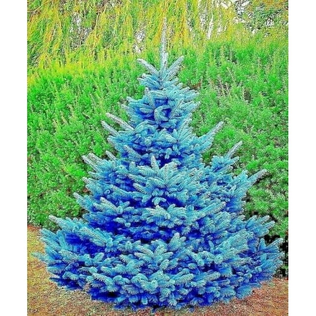 Colorado Blue Spruce Seedlings for Planting - Picea pungens - Evergreen ...