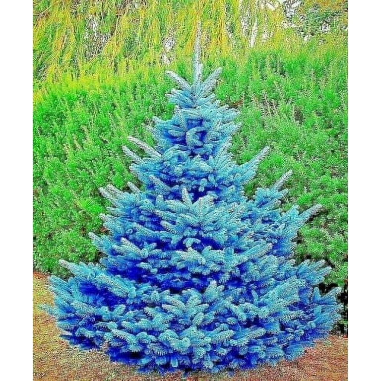 blue evergreen trees