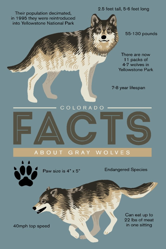 Colorado, Facts About Gray Wolves (16x24 Giclee Gallery Art Print ...