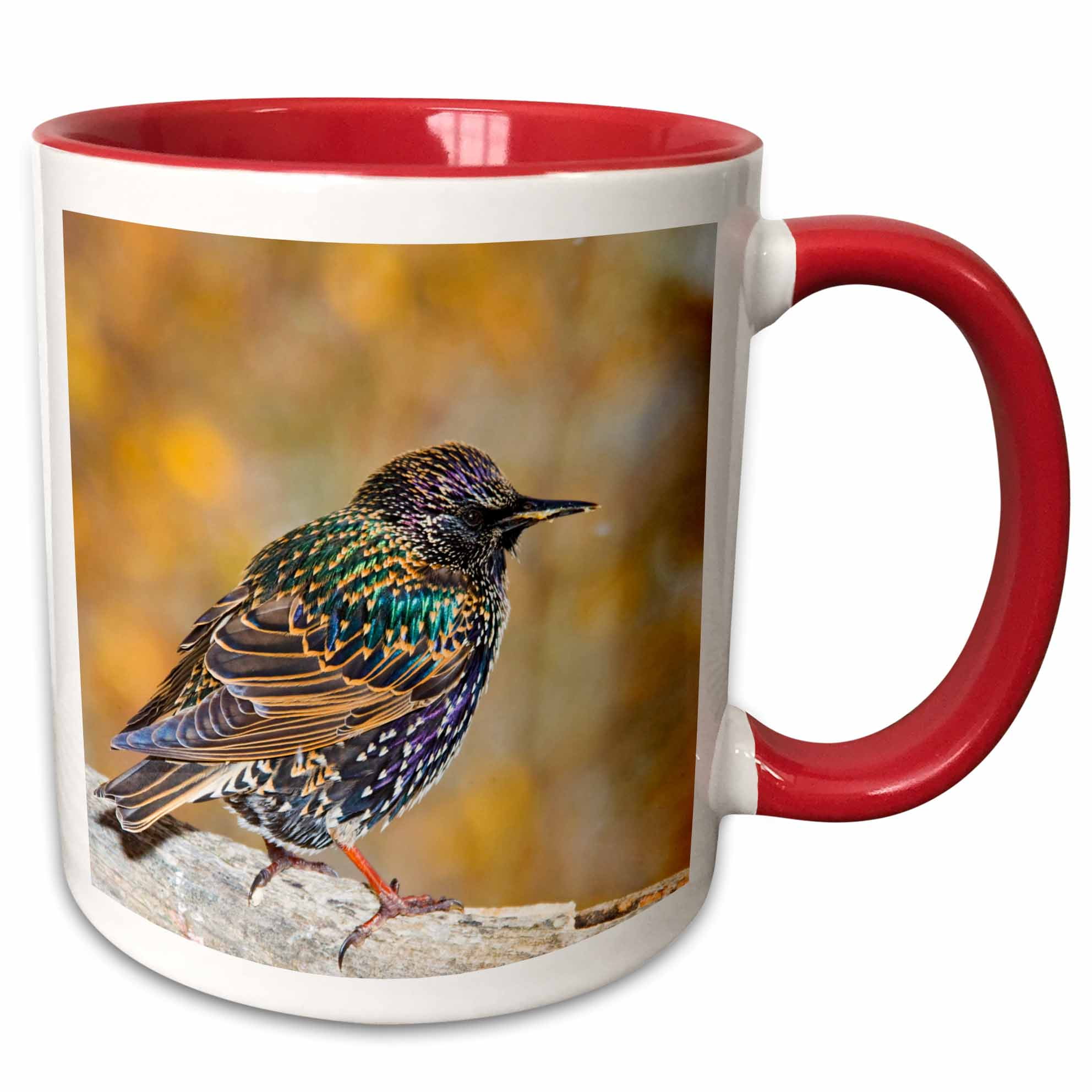 3drose, Colorado, Frisco. Starling Bird - Us06 Bja0105 - Jaynes Gallery ...