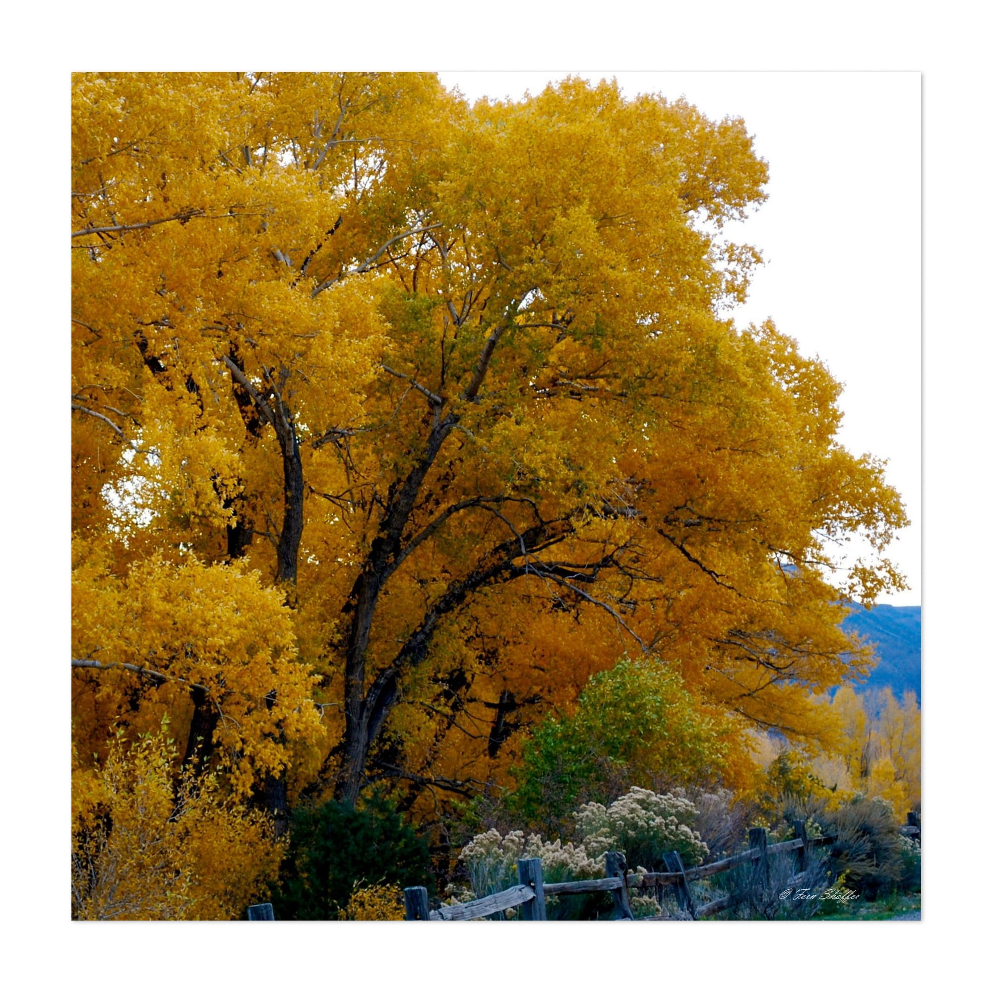 Colorado Golden Canopy - Gunnison Colorado Photography Autumn Nature ...