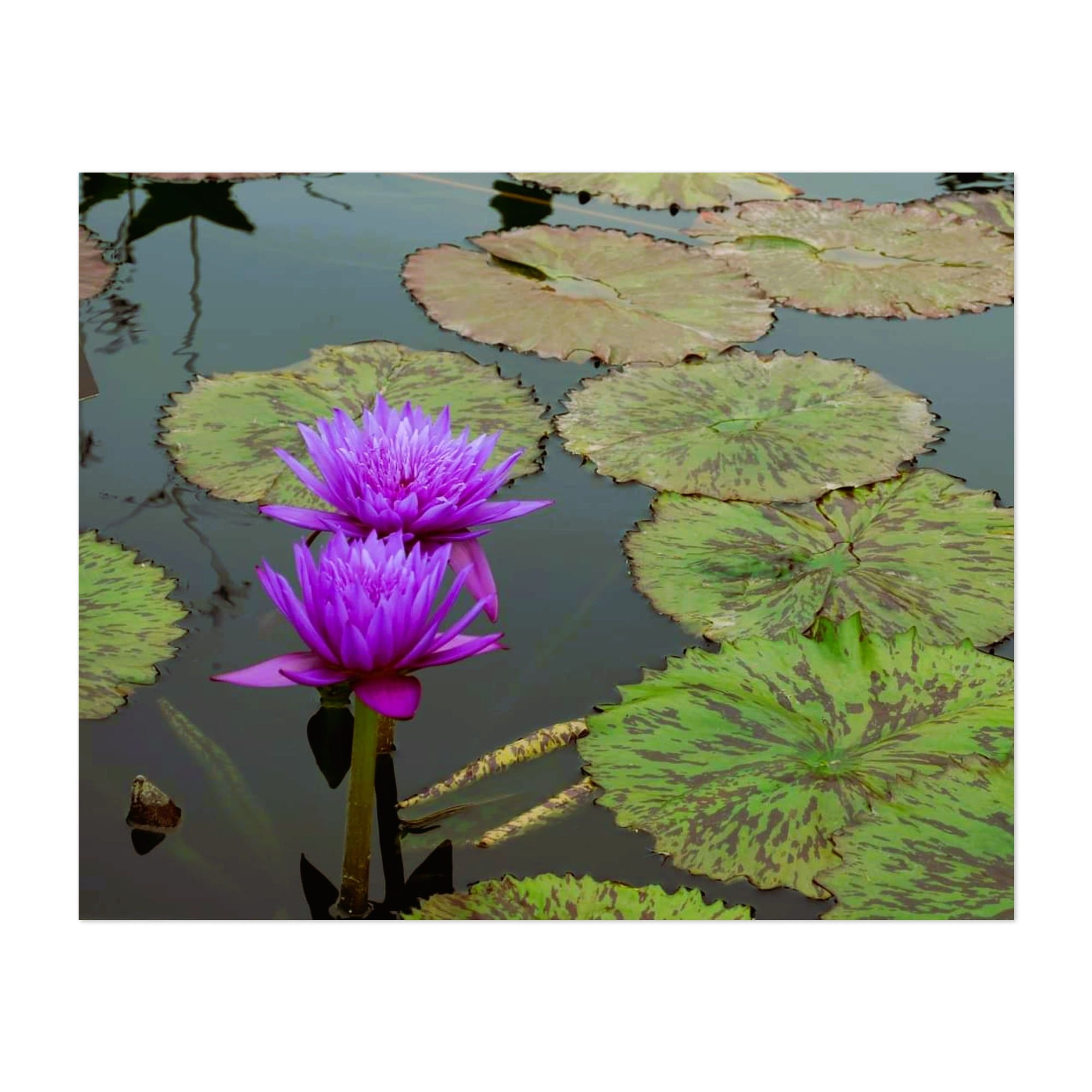 Colorado Lilies in Bloom - Denver Colorado Photography Flowers Floral ...