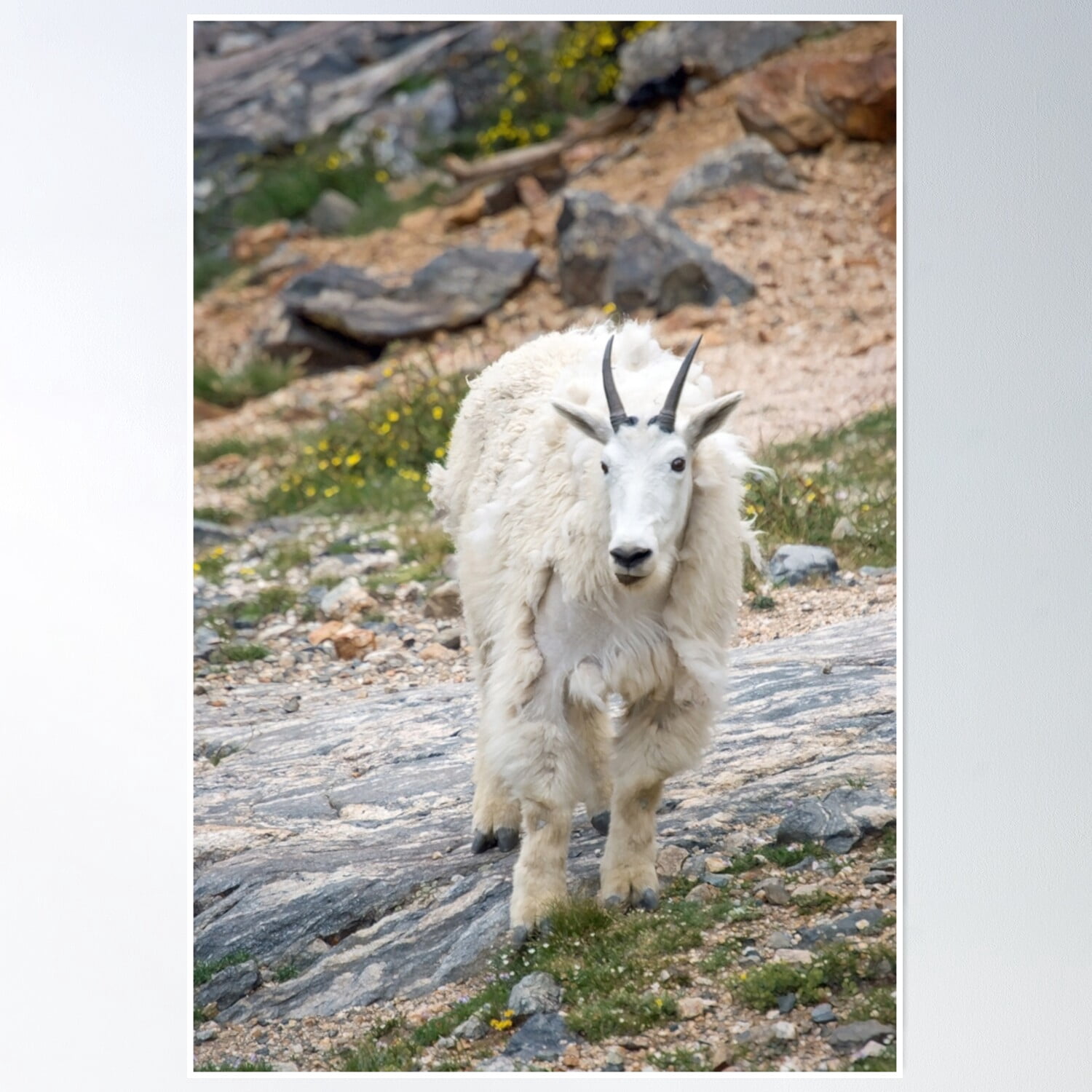 Colorado Mountain Goat Poster Wall Art, Modern Wall Decor, 12x18 ...