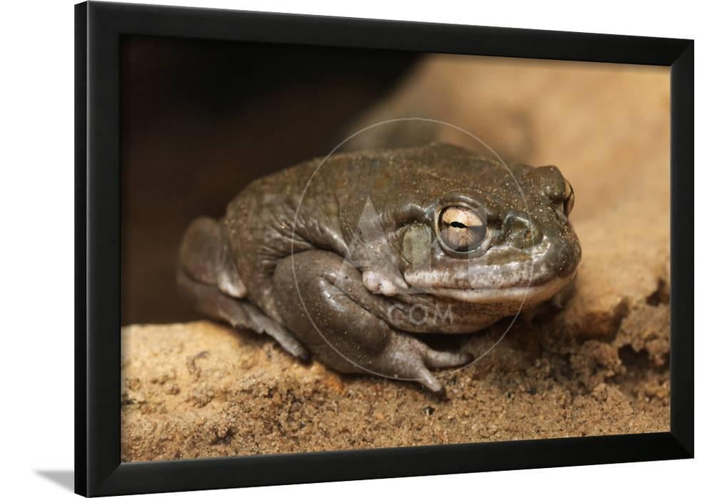 Art.Com's Colorado River Toad Art Print, Nature Arizona Landscape, by ...