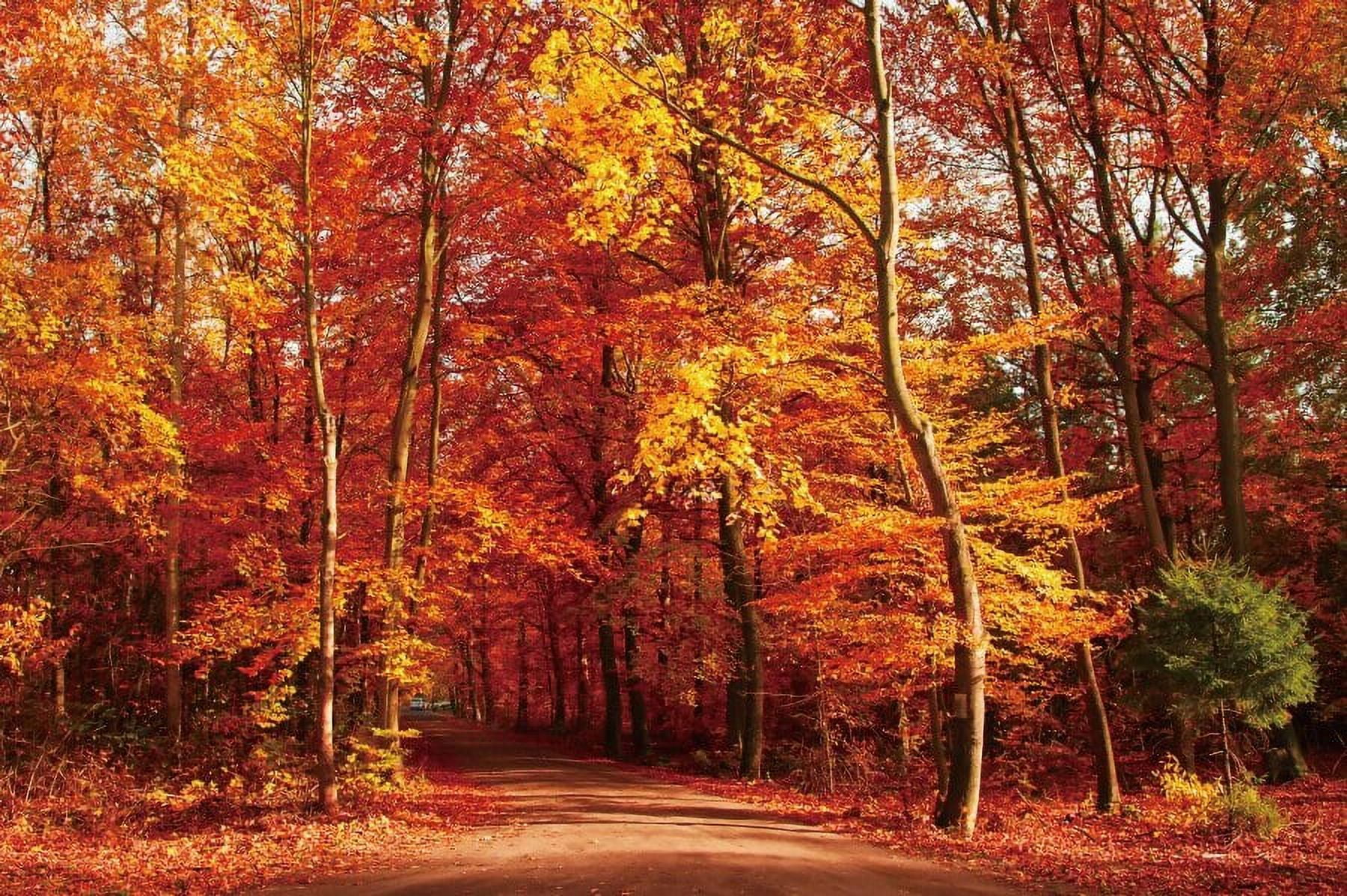 Colorado Snow Mountains Backdrop Pine Trees Forest Landscape Outdoor ...