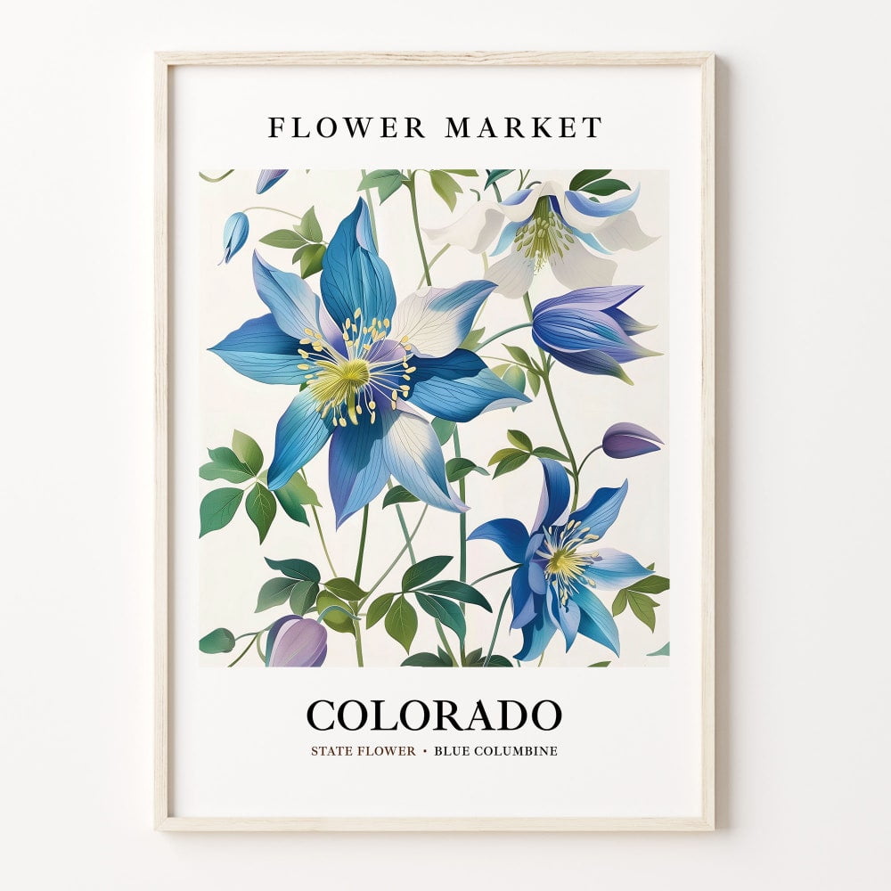 Colorado State Flower Art Print, Blue Columbine 1960'S Wall Art ...