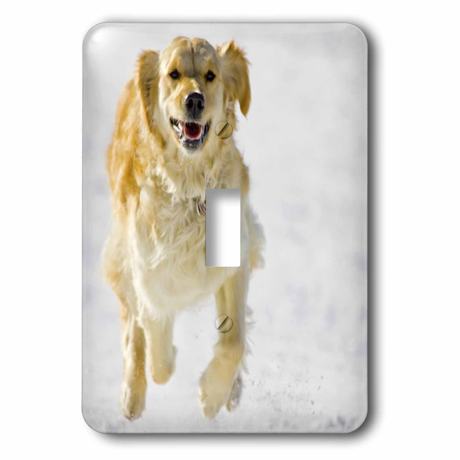 Colorado, Summit County, golden retriever dog - US06 BJA0072 - Jaynes ...
