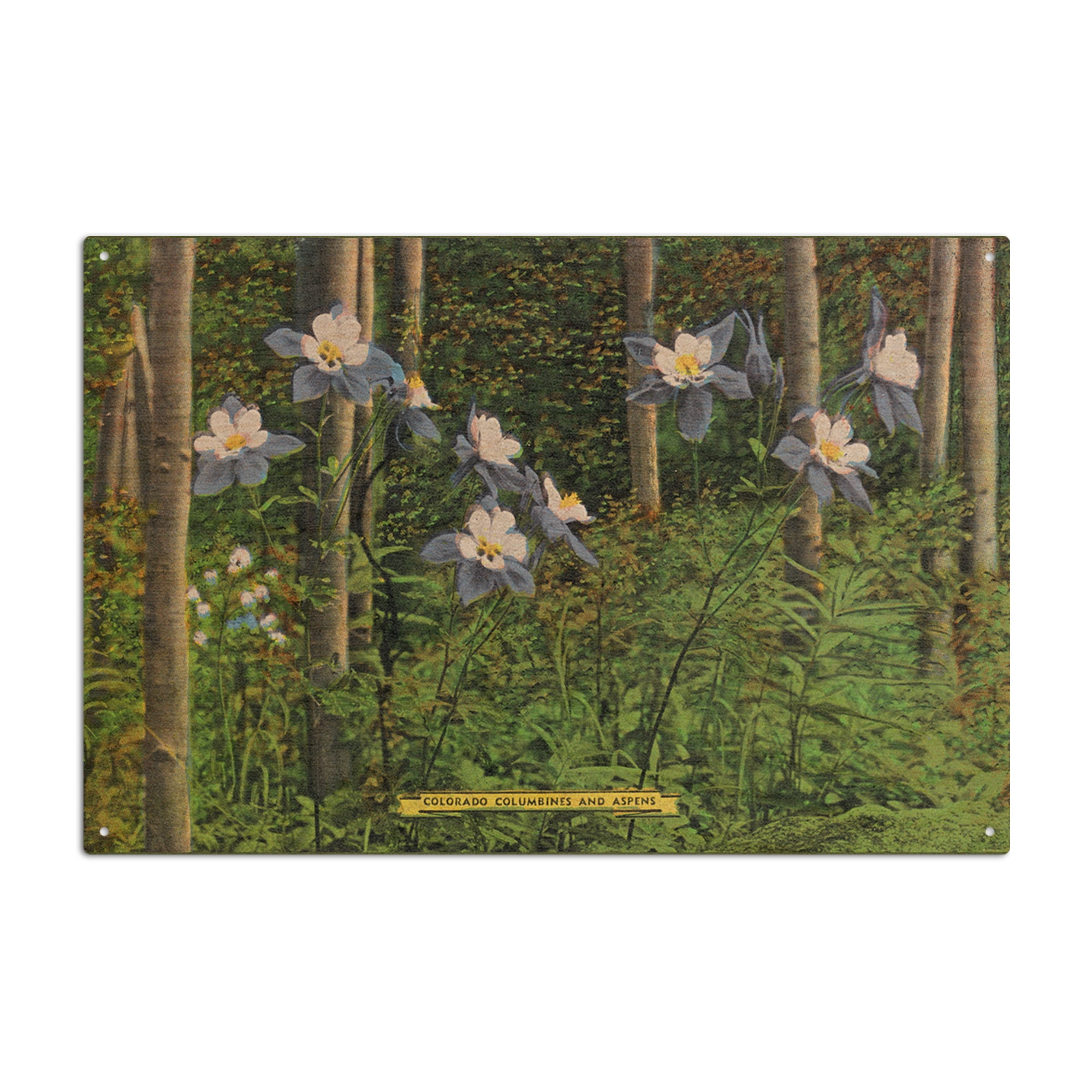 Colorado, View of Blooming Columbines and Aspen Trees Birch Wood Wall ...