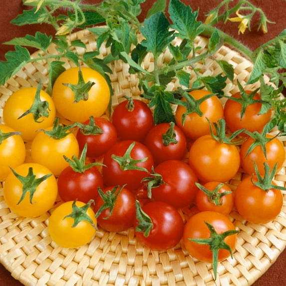 Colored Cherry Mix Hybrid Tomato 0.25 Oz ~1700 Seeds – Non-GMO, F1 Hybrid – Indeterminate ...