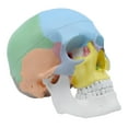 Colored Human Adult Skull Anatomical Model, 3 Part - Life Size - Hand ...