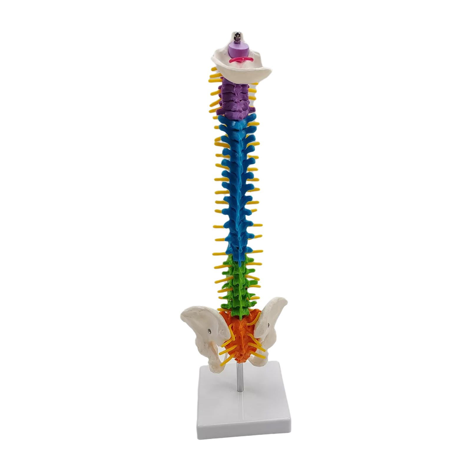 Colored Human Spine Skeleton Statue with Display Stand Study Model for ...
