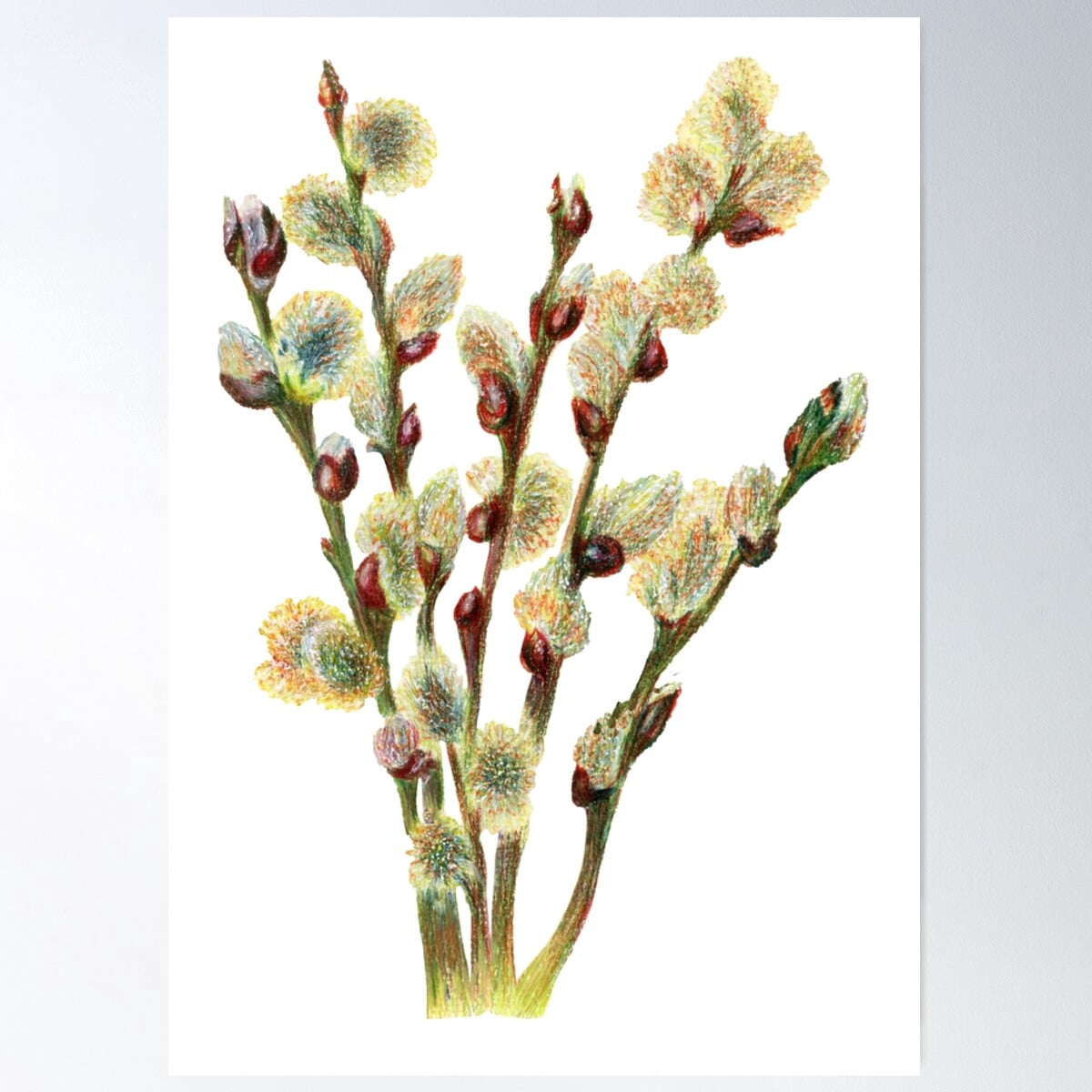 Colored Pencil Illustration Of Flowering Willow Branches Poster Wall ...