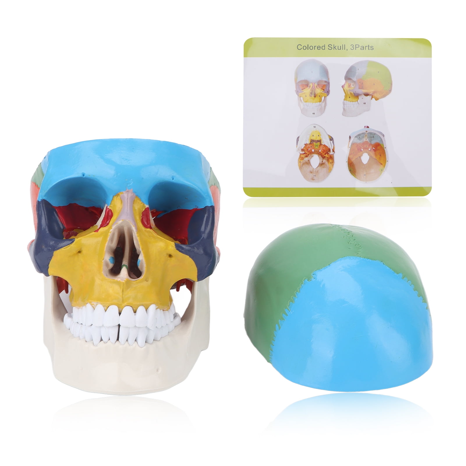 Colored Skull Model School Detachable Anatomy Human Skull Model for ...