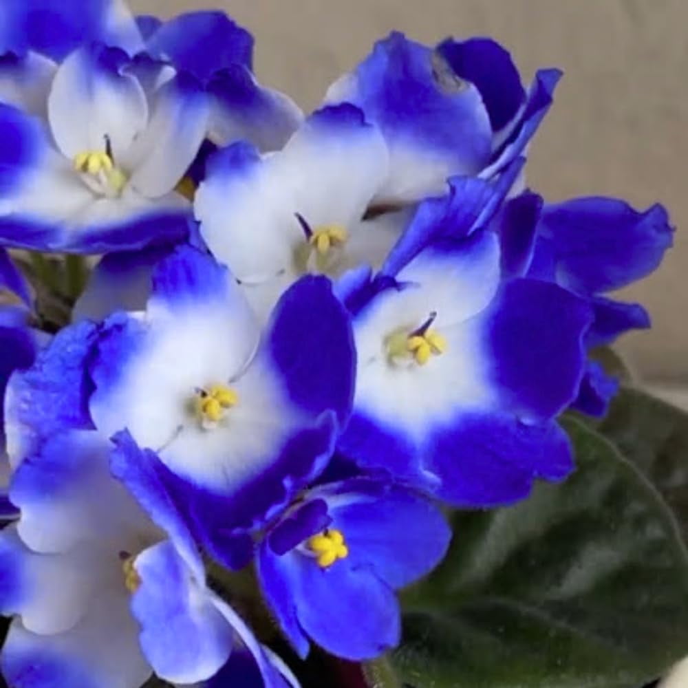 Colorful African Violets Live Plant in 4" Pot, Starter African Violet ...