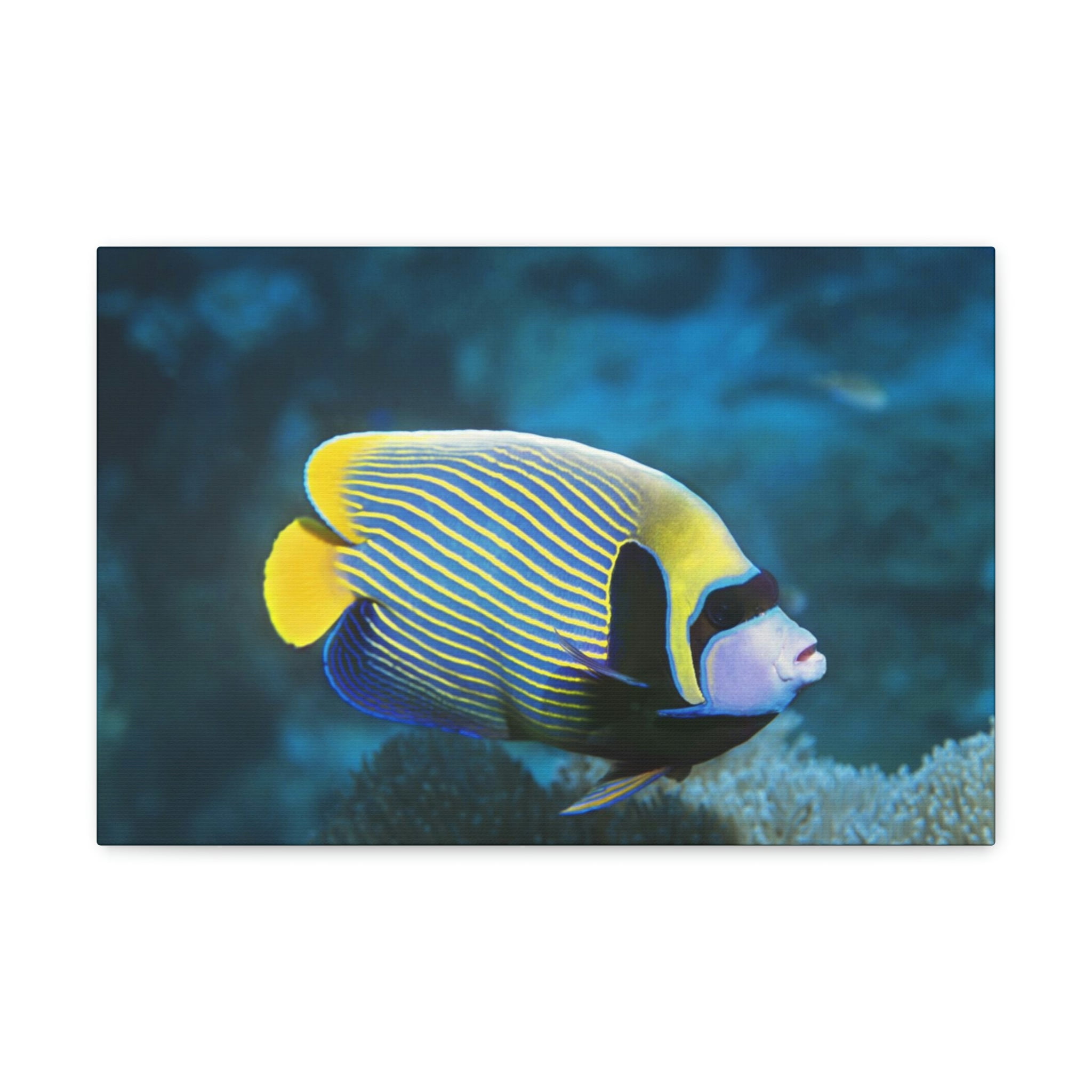 Colorful Angel Fish Glow In The Dark Angel Fish Inside Wall Art Ready ...