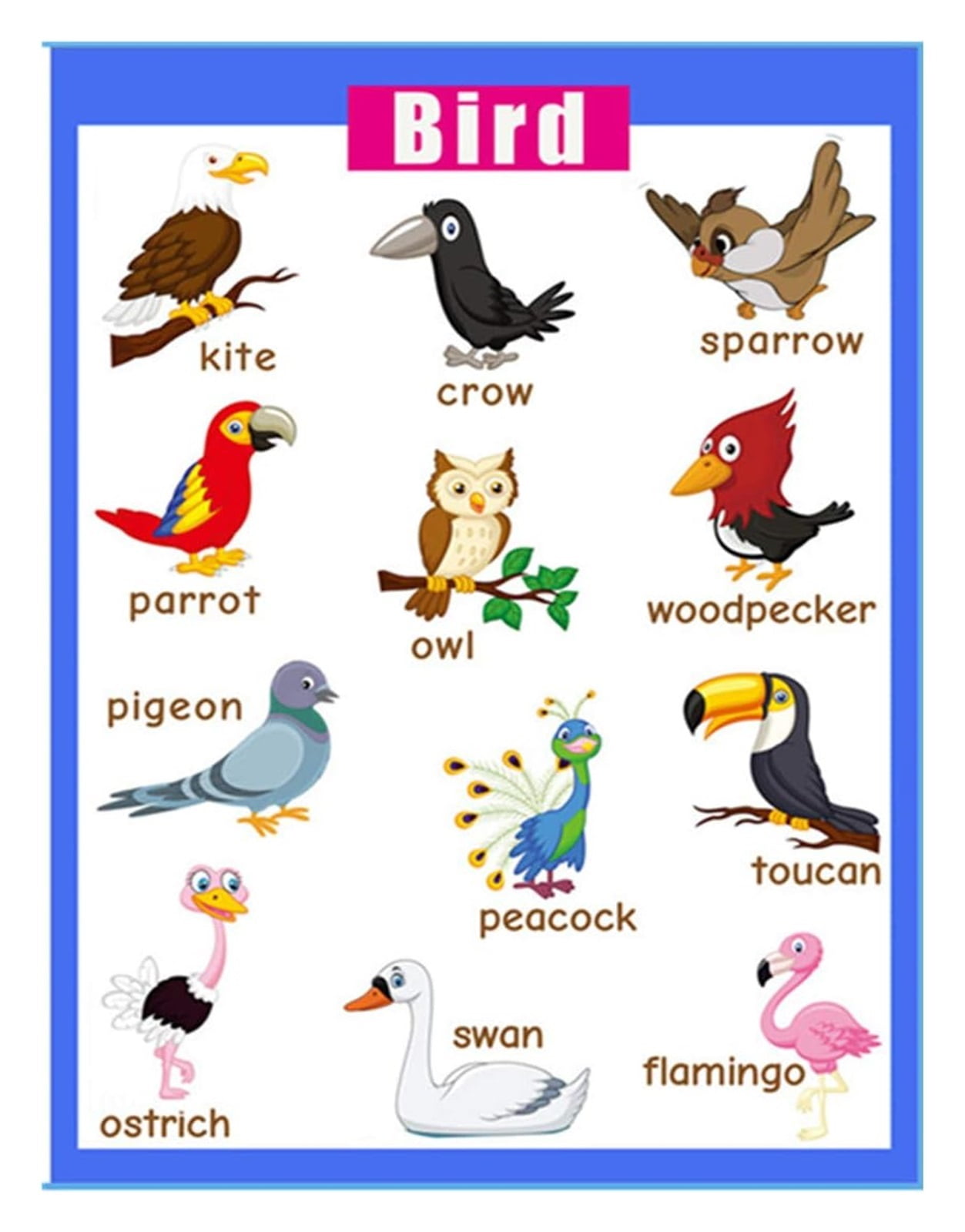 Colorful Bird Wall Poster for Classroom - Animals Chart with Vibrant ...