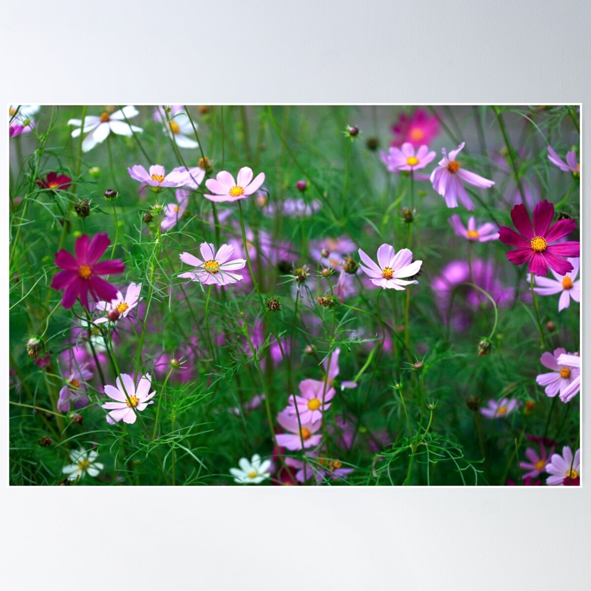Colorful Cosmos Flowers In Summer Garden Poster Wall Art, Modern Wall ...
