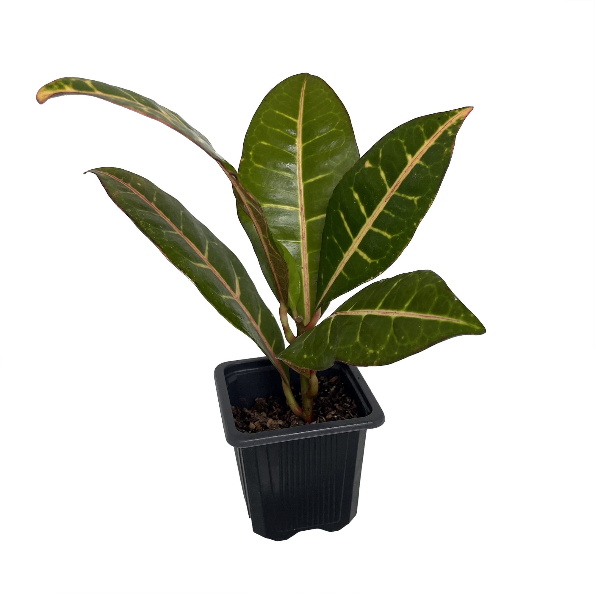 Colorful Croton - 4" Pot - Codiaeum Petra - Walmart.com
