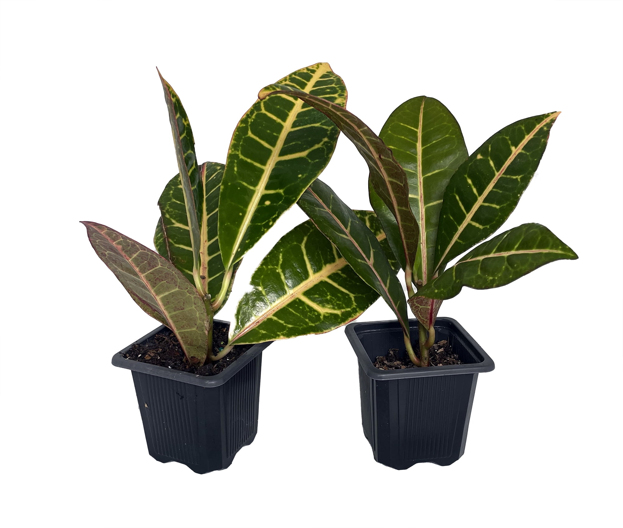 "Live Indoor House Plants - Colorful Croton in 3"" Pots - 2 Pack - Easy ...