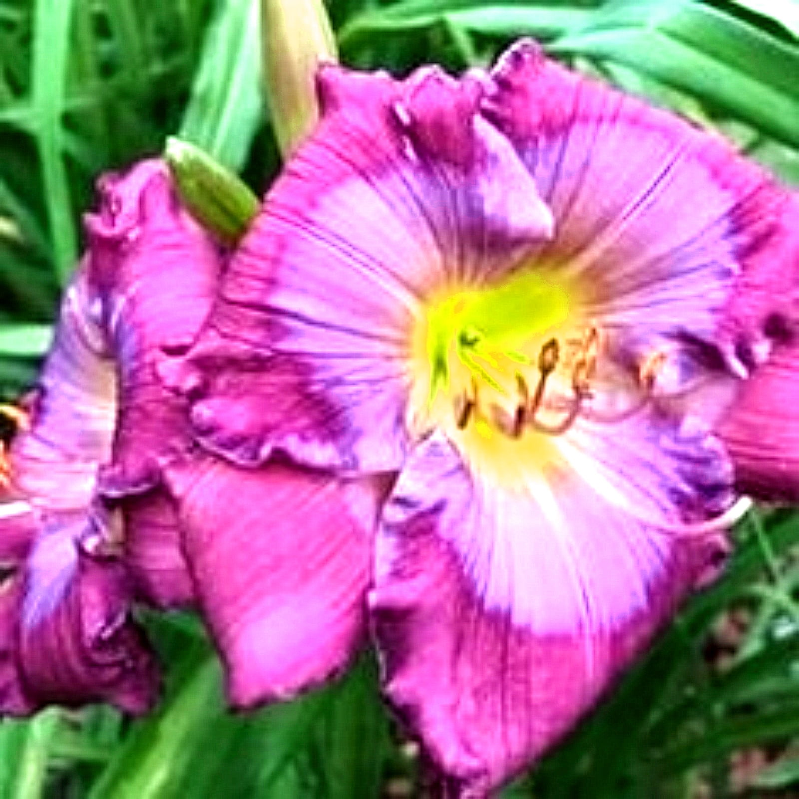 Colorful Daylilies (Hemerocallis) – Ideal for Garden Edging and ...