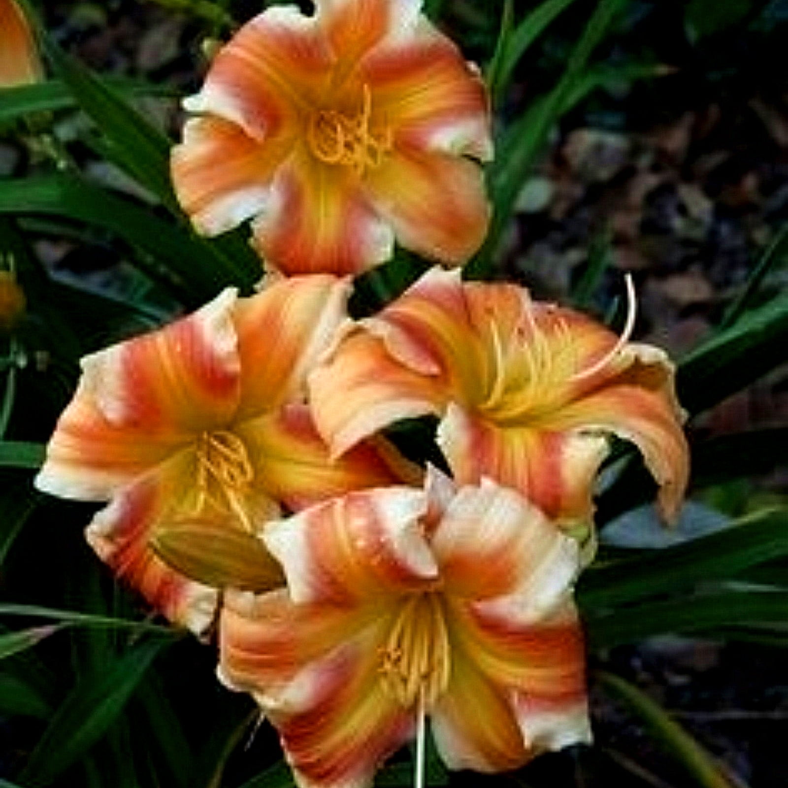 Colorful Daylilies (Hemerocallis) – Ideal for Garden Edging and ...
