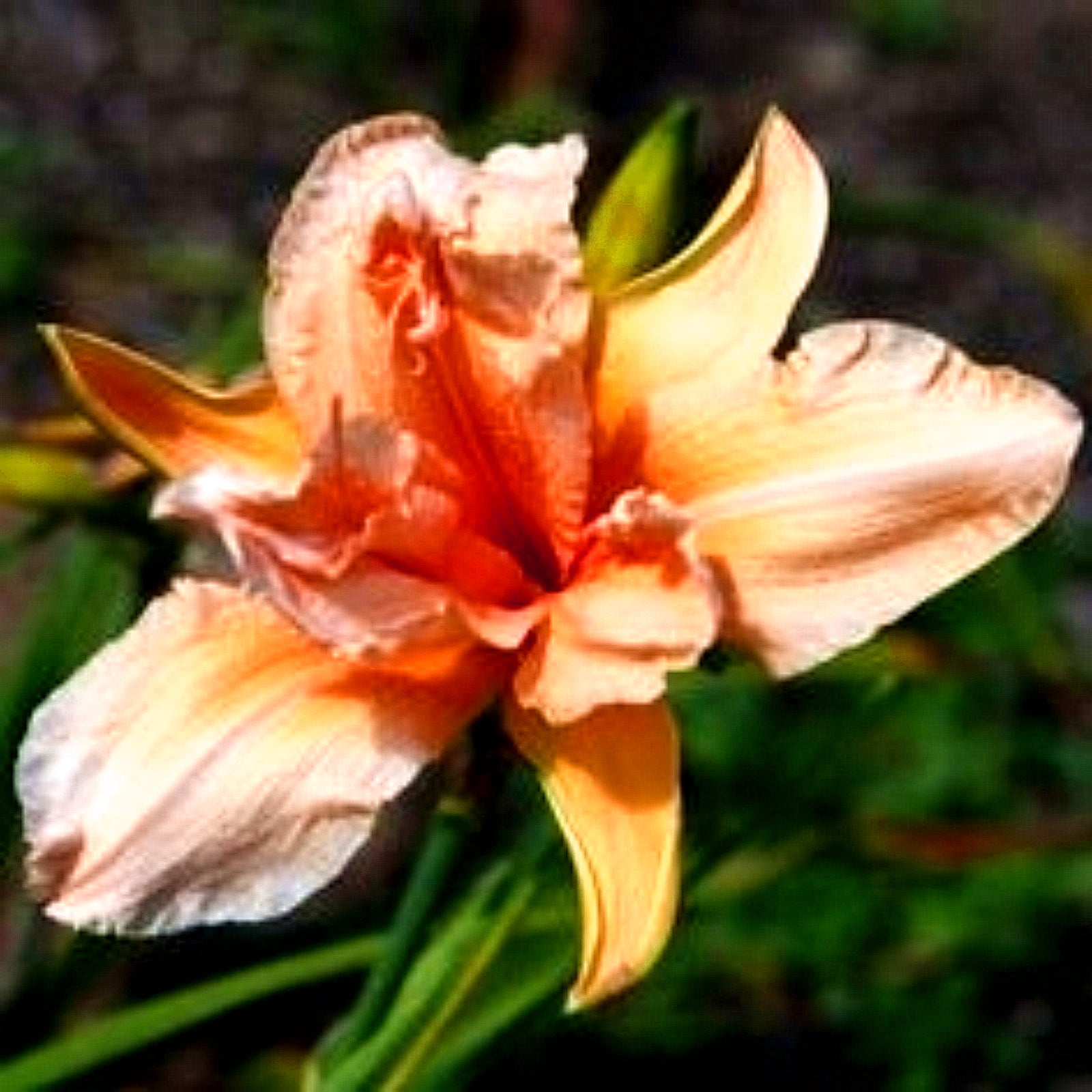 Colorful Daylilies (Hemerocallis) – Ideal for Garden Edging and ...