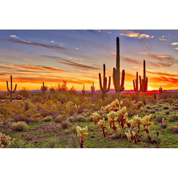 Colorful Desert Sunset with Saguaro Cactus Sonoran Arizona Southwest ...
