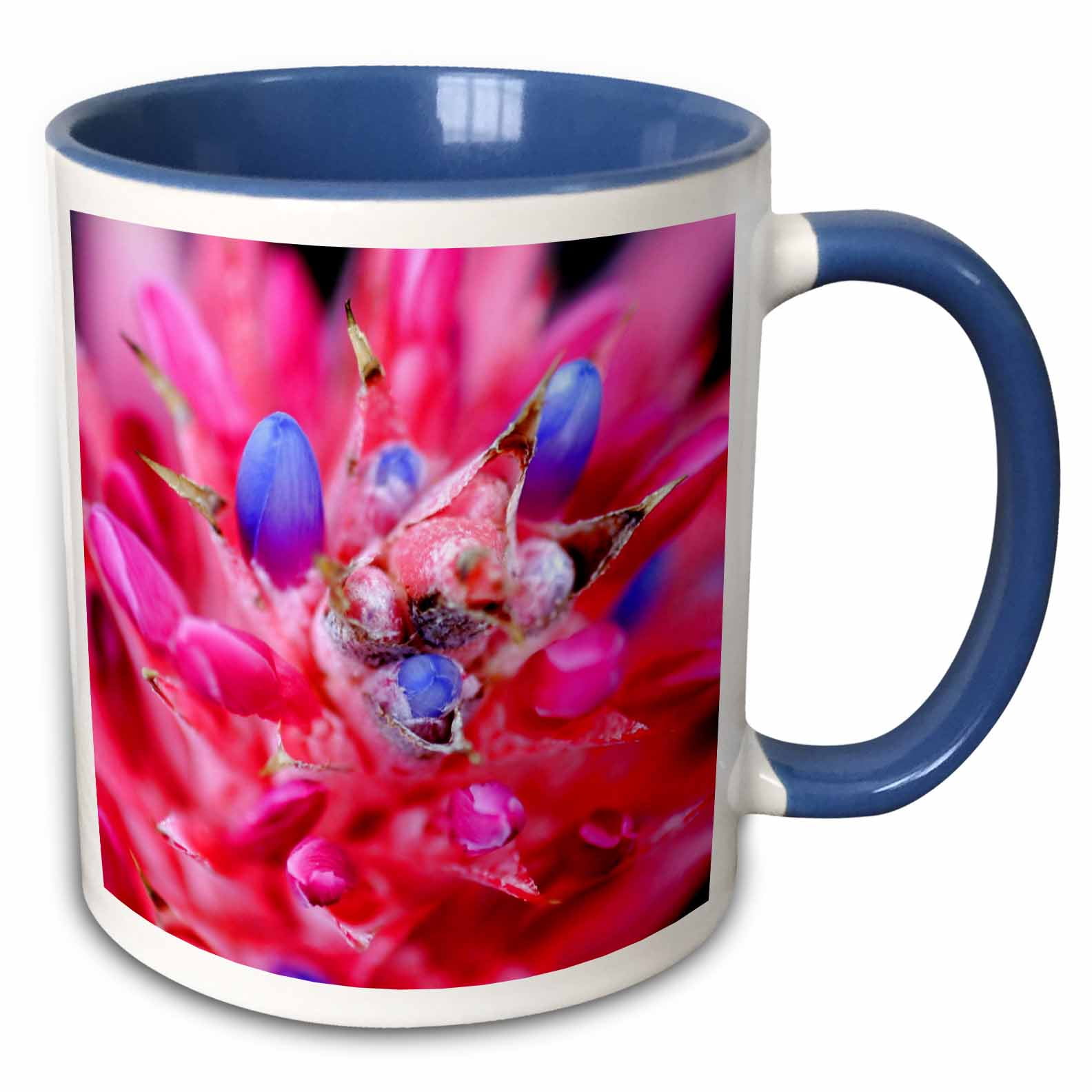 3drose, Colorful Flower of a Cactus Bromeliad - Nature, Pink, Blue ...