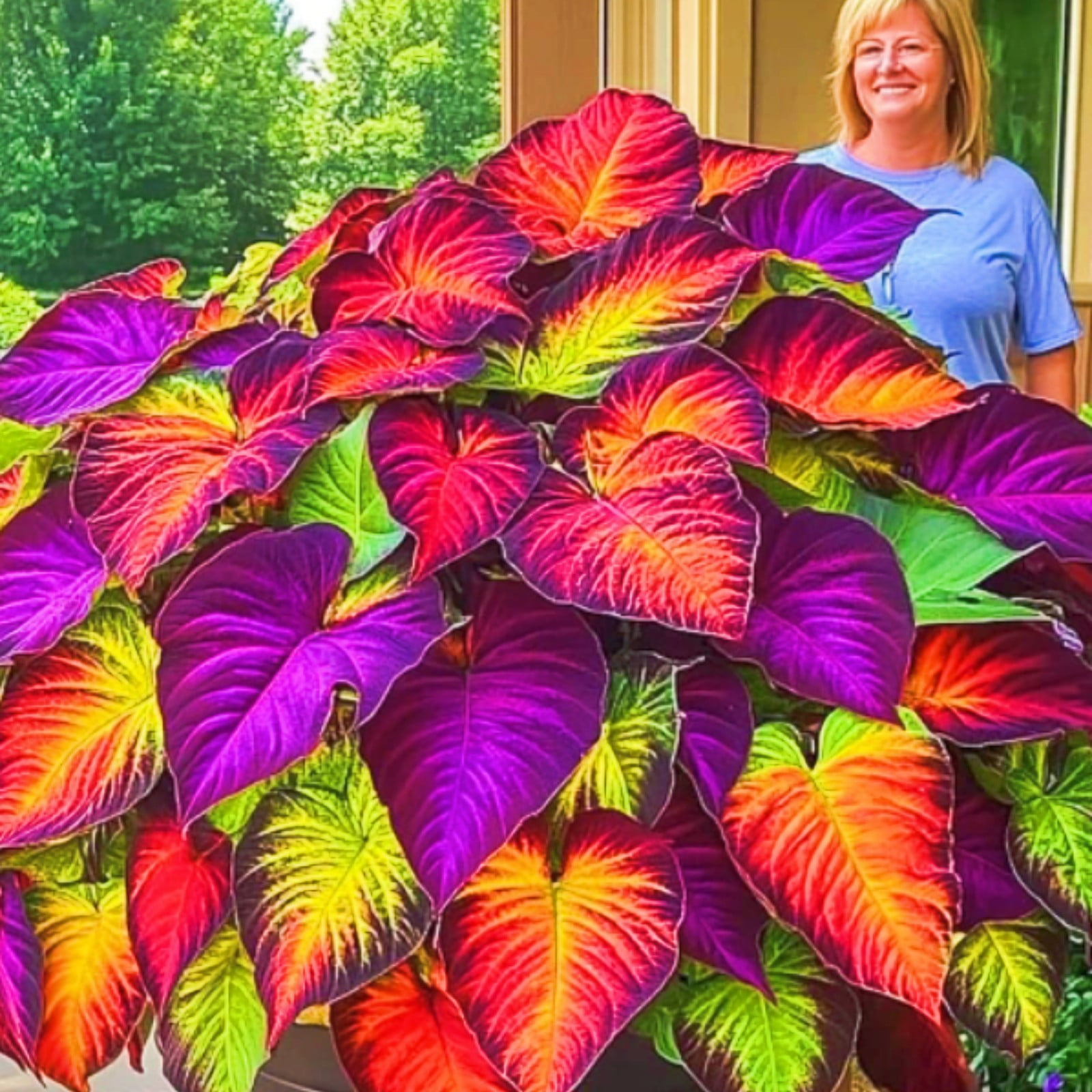 Colorful Hosta-Bulbs-Home Decoration for Planting Now-Premium Garden ...