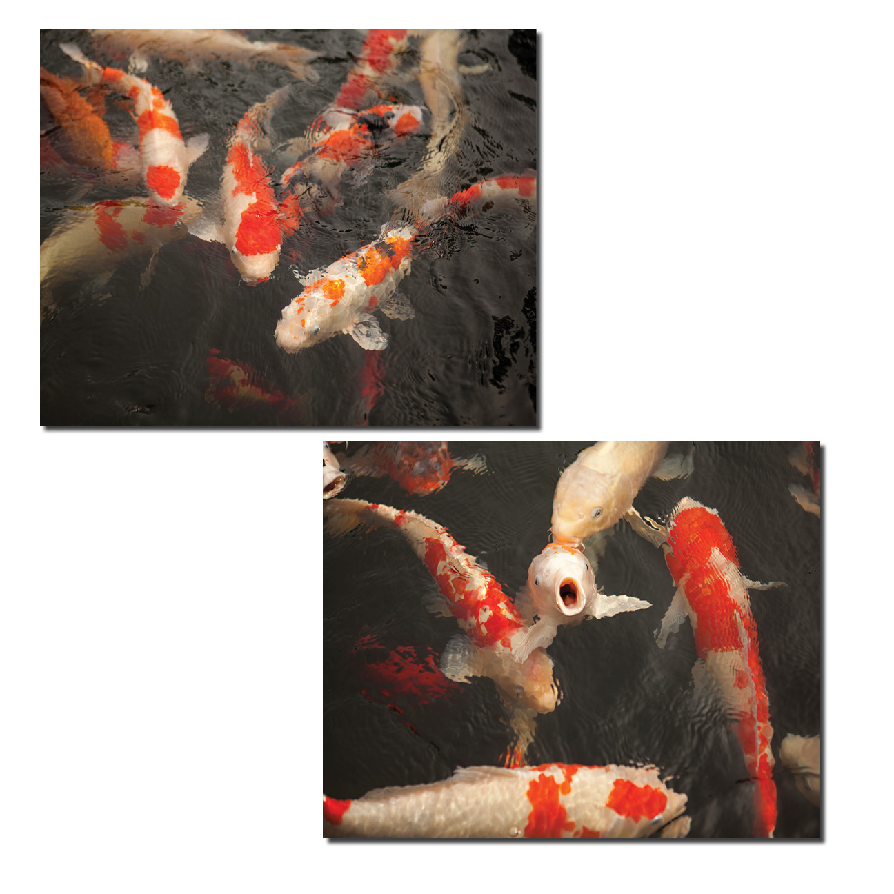 Colorful Koi Fishing Swimming in a Pond Photograph Prints; Two 10x8in ...