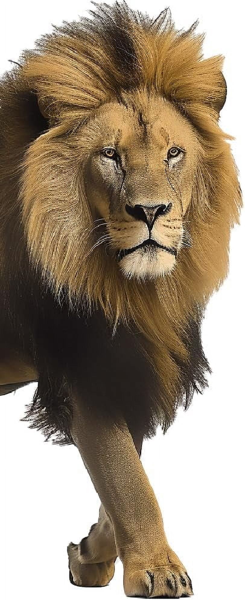 Colorful Lion Bust Wall Sticker Realistic Style Wall Art Lion Wall ...