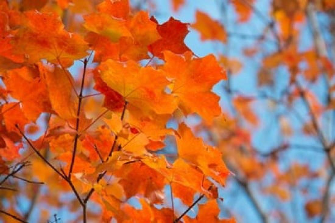 Colorful Maple Leaf Trees Poster Print by Cindy Miller Hopkins (18 x 12 ...