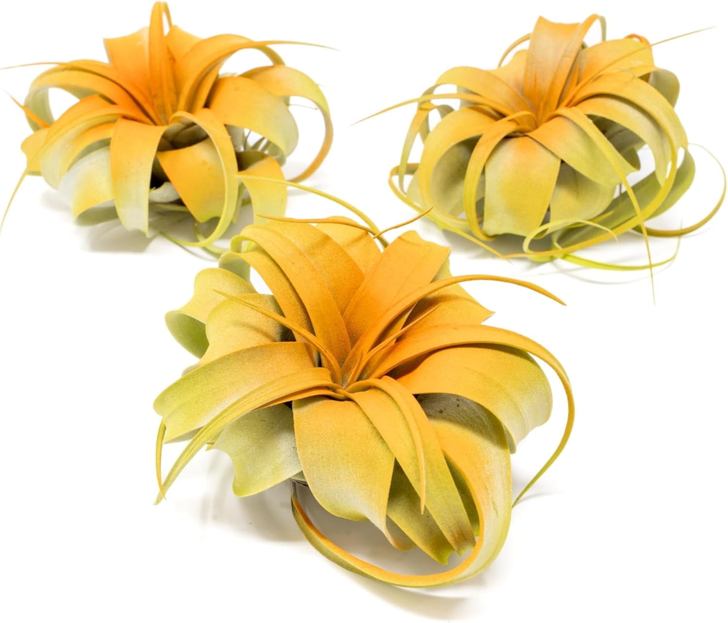 Colorful Mini Tillandsia Xerographica Air Plants in Custom Vibrant ...