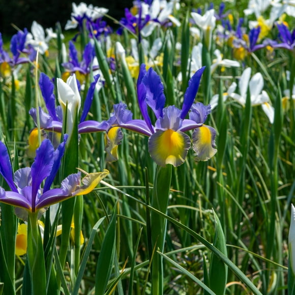 Explore Iris Flower Bulbs for Garden Decoration and Planting