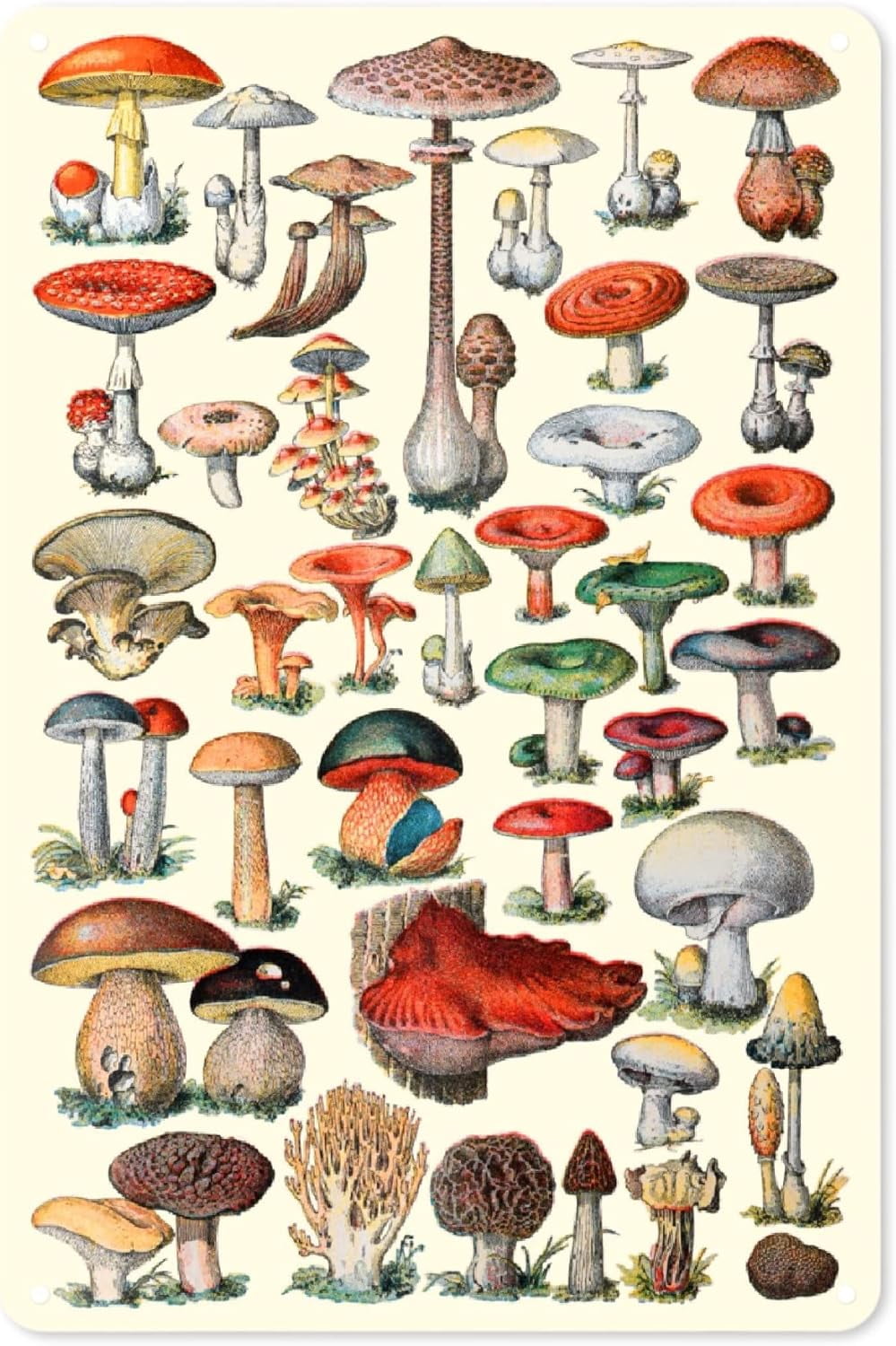 Colorful Mushrooms Poster 8 X 12 Inches Metal Metal Tin Sign ...