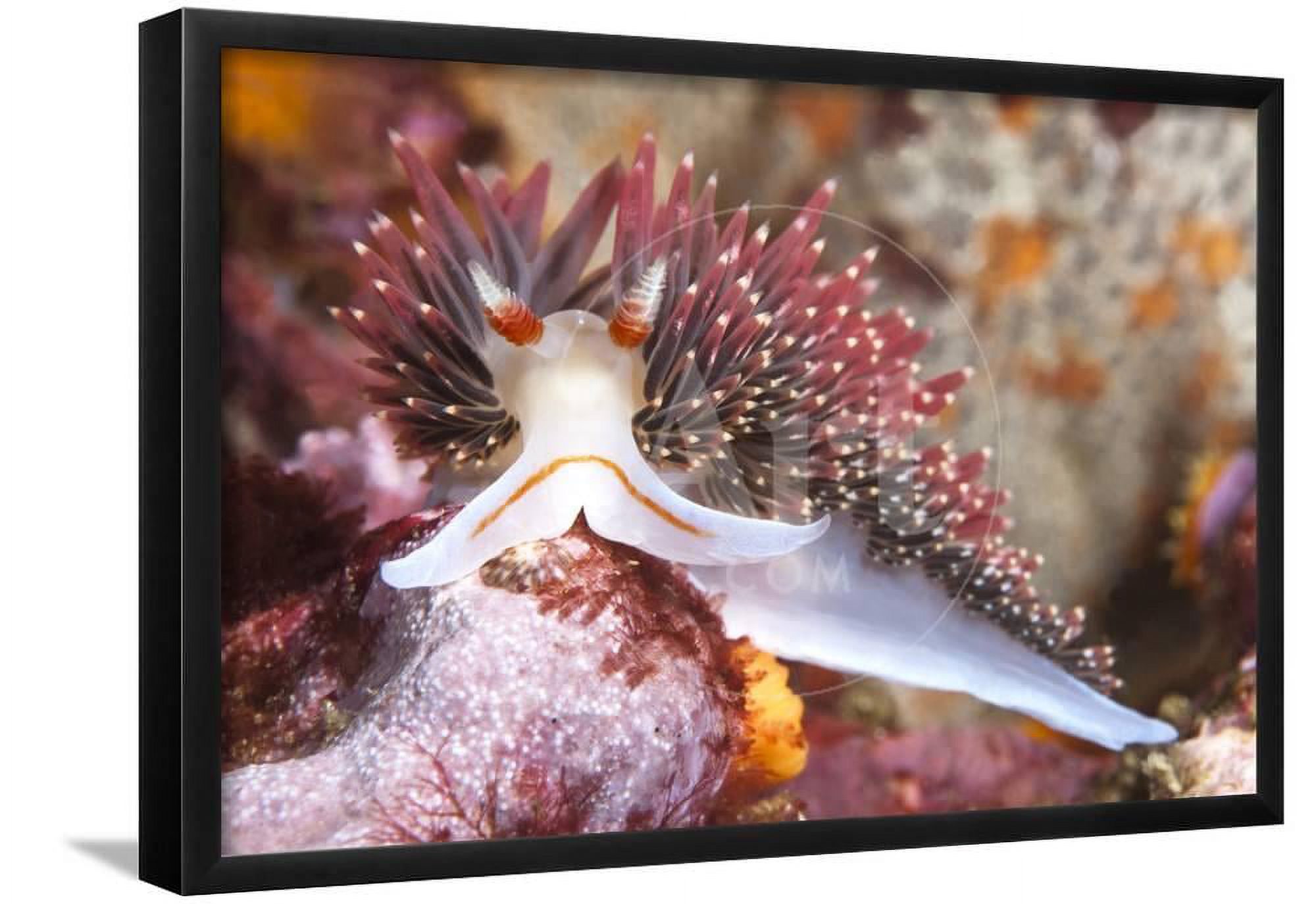 Colorful Nudibranch, Framed Art Print Wall Art by Kelpfish Sold by Art ...